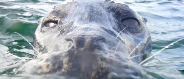 PlaceSpeak - Marine Life Sanctuaries Society of BC